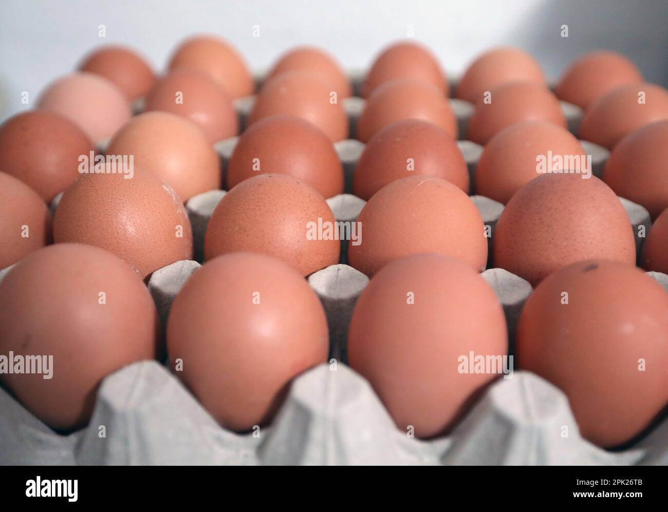 In the hinterland of Sibenik, in Pakovo Selo, on the laying farm of ...