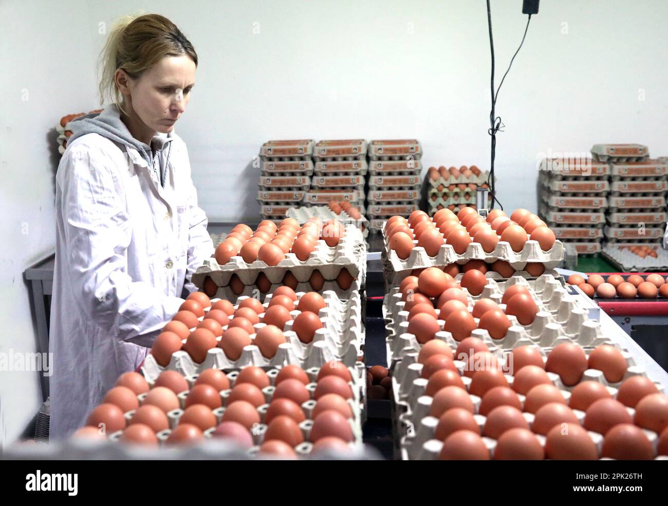 In the hinterland of Sibenik, in Pakovo Selo, on the laying farm of ...