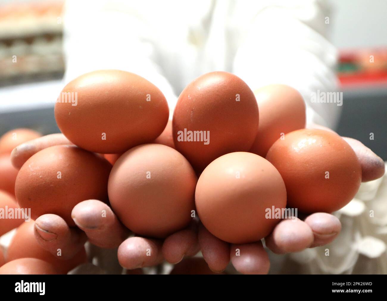 In the hinterland of Sibenik, in Pakovo Selo, on the laying farm of ...