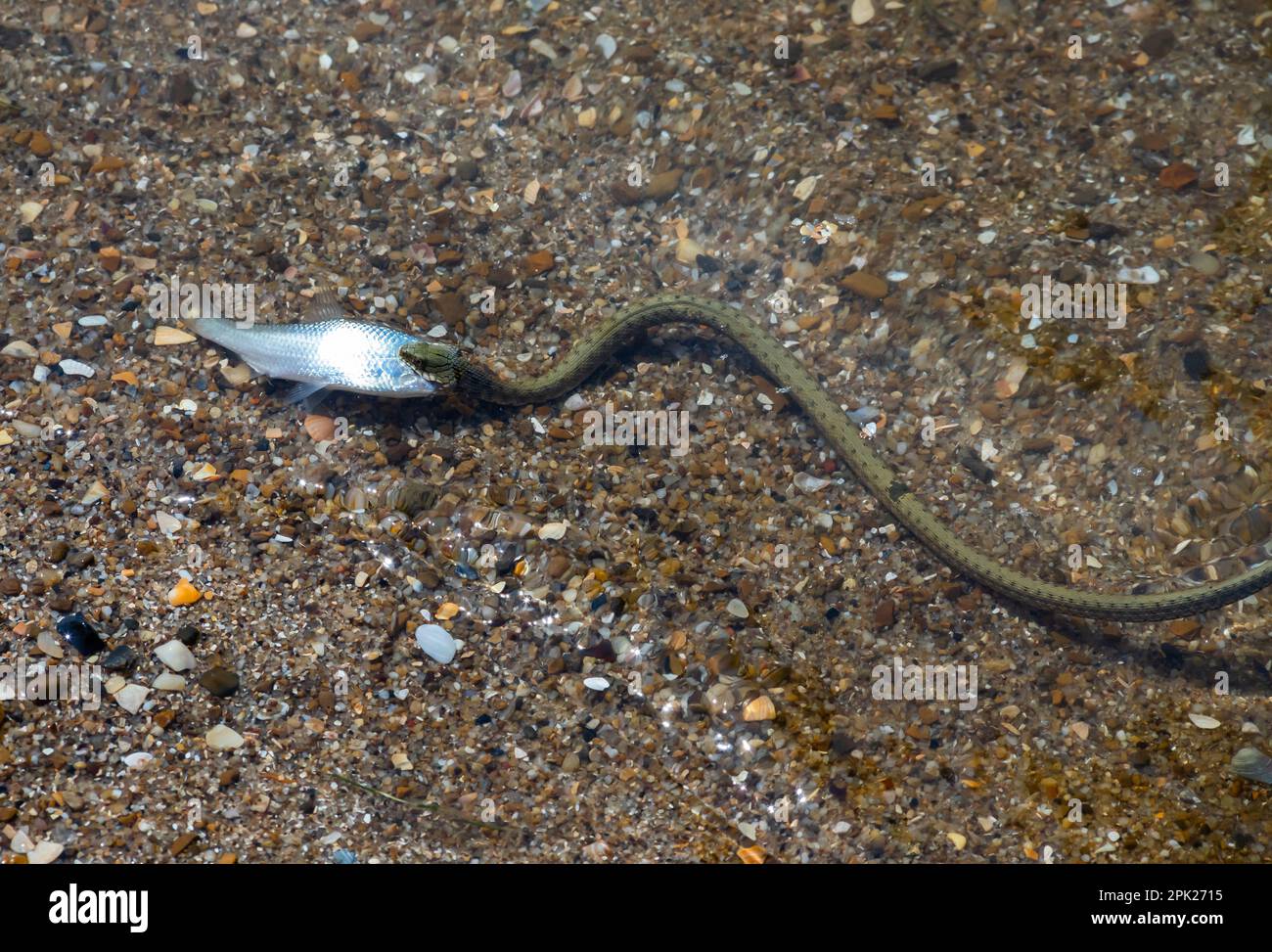 Natrix tessellata water snake on the beach Stock Photo - Alamy