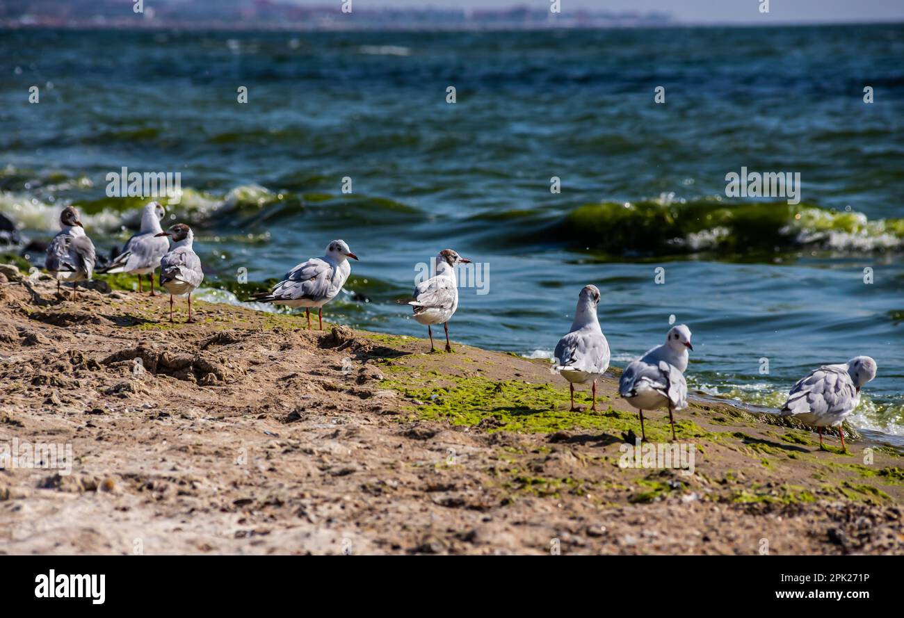 Adorable seagulls run along the coastline, spreading their white-gray ...
