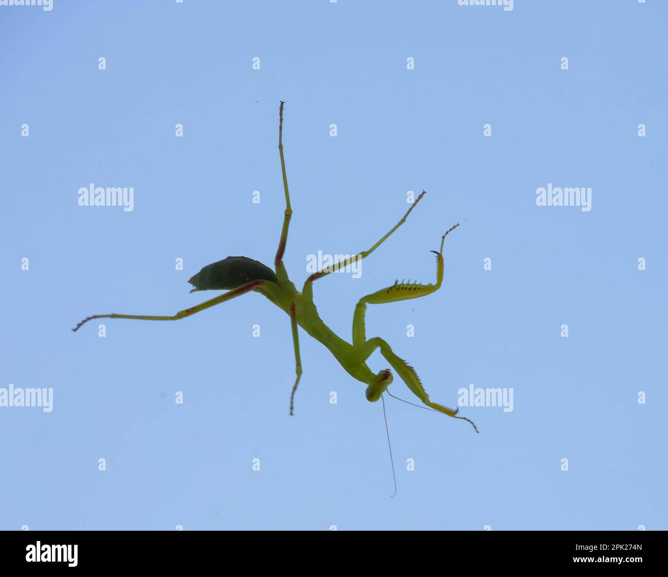 A small green mantis on a light background Stock Photo - Alamy