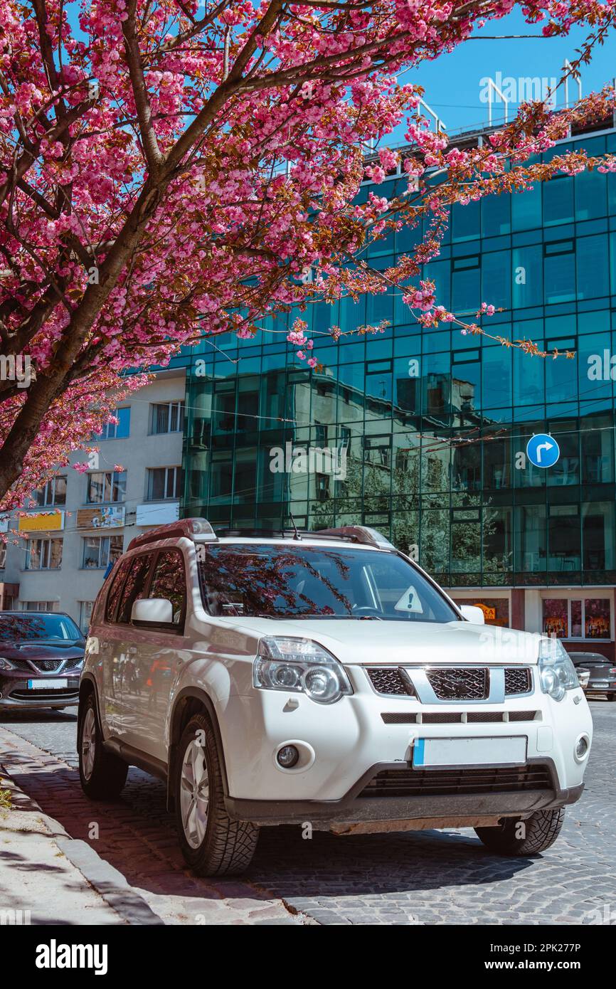 suv car parked under blooming sakura tree Stock Photo - Alamy
