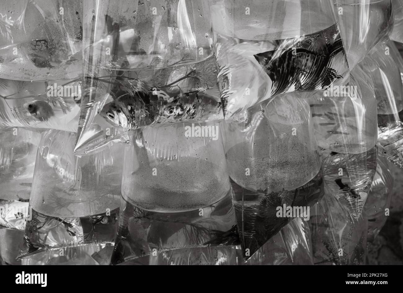 Goldfish water splash hi-res stock photography and images - Alamy