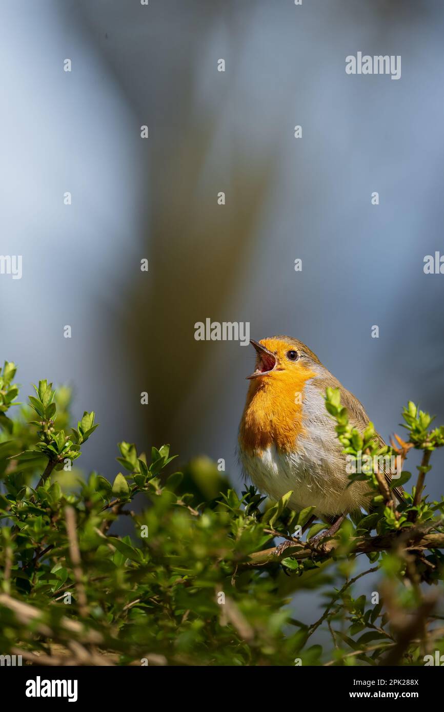 An adorable European robin perched atop a tree branch in a natural ...
