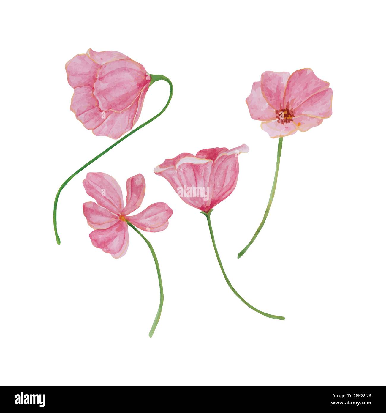 Botanic elements of pink and purple flowers, hand drawn watercolor ...