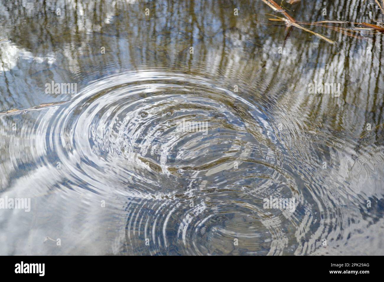 The unique image and ripple that occurs when an object is thrown into still water. High light ...