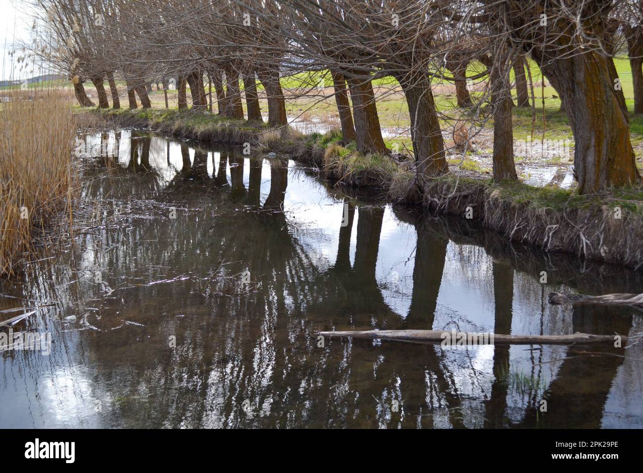The glittering image of old trees reflected in a stream flowing in two ...