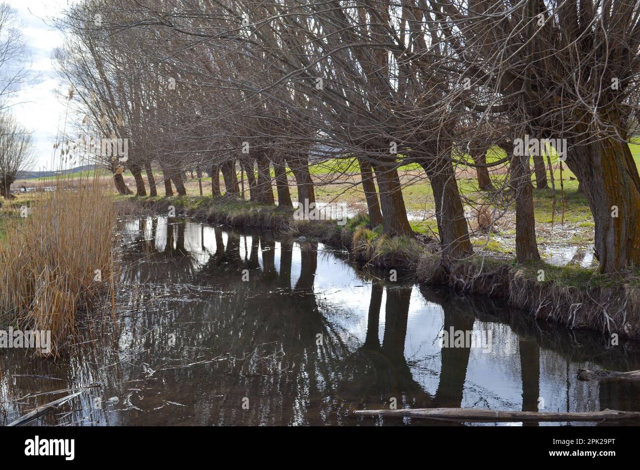 The glittering image of old trees reflected in a stream flowing in two ...