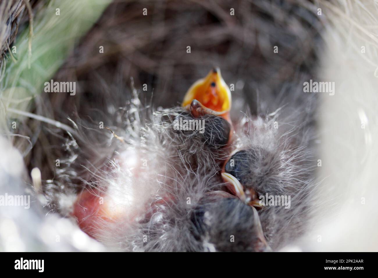 Baby birds opening beaks in the nest Stock Photo - Alamy