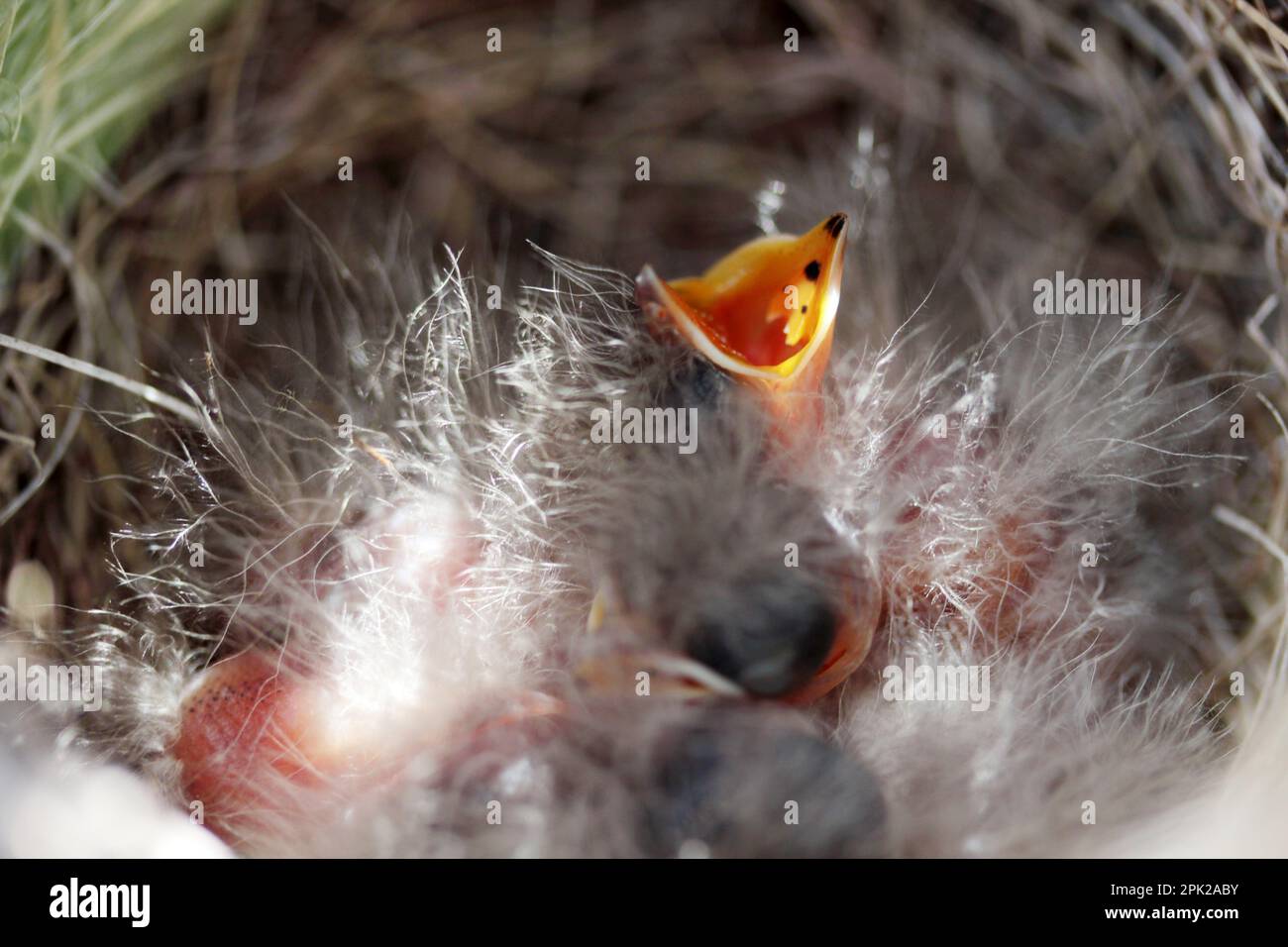 Baby birds opening beaks in the nest Stock Photo - Alamy