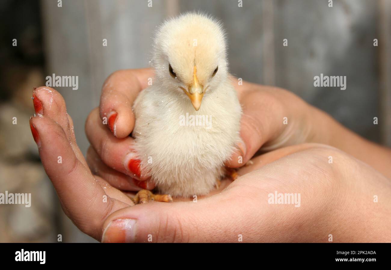 Cartoon little bird farm hi-res stock photography and images - Alamy