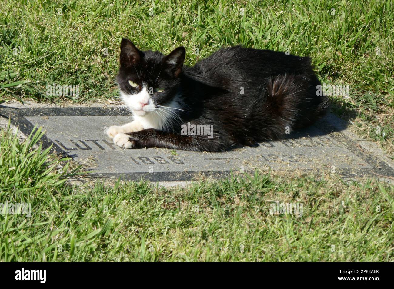 Los Angeles, California, USA 4th April 2023 Cat on Chief Luther ...