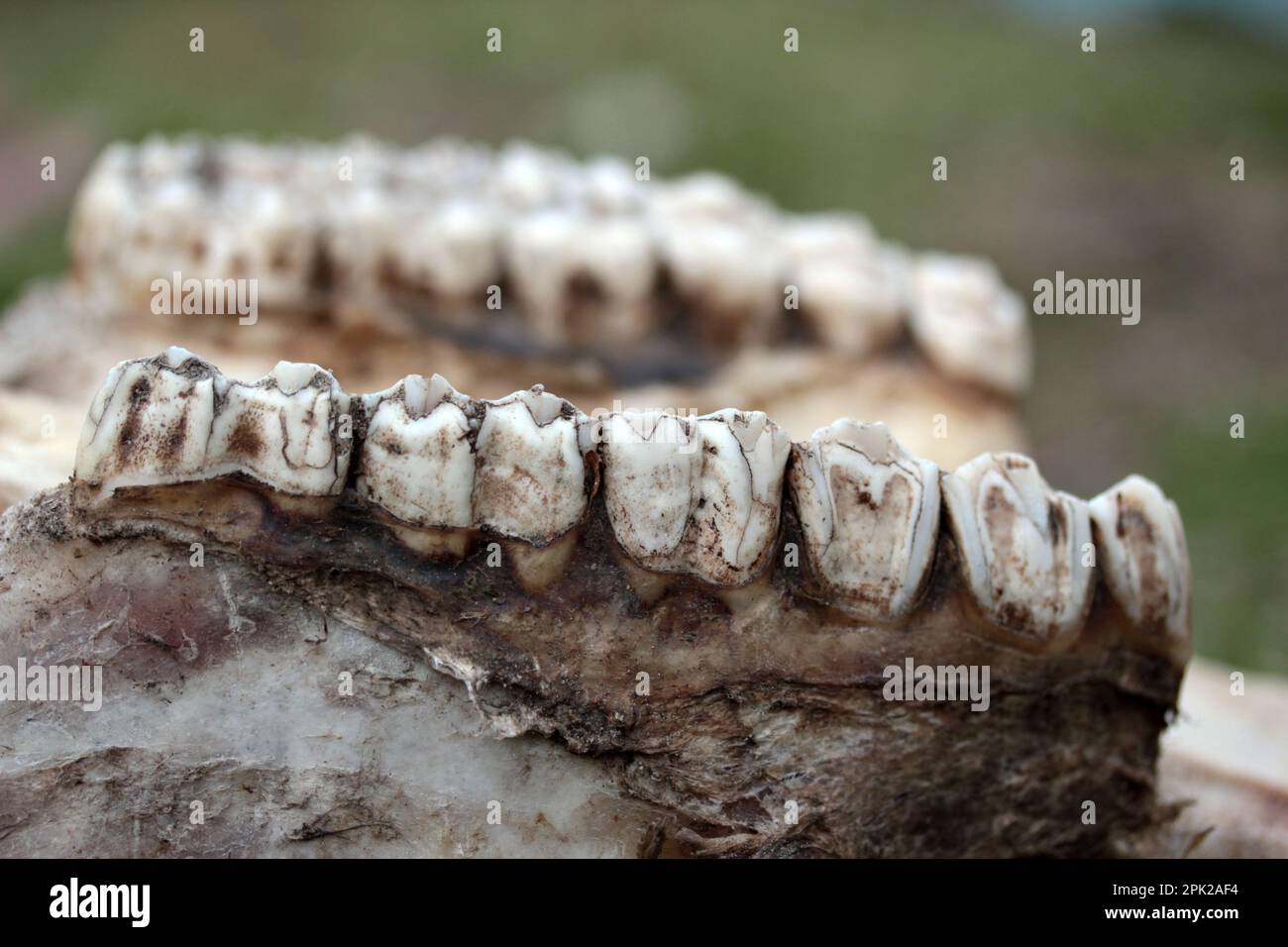 An animal's jawbone, animal teeth on a skeleton Stock Photo - Alamy