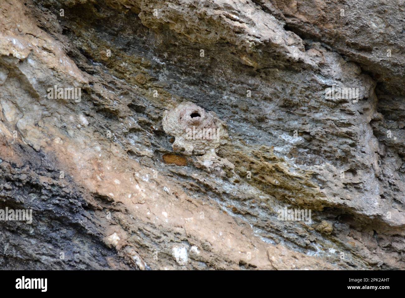 A nest made by wasps on a cliff. Bee nest Stock Photo - Alamy