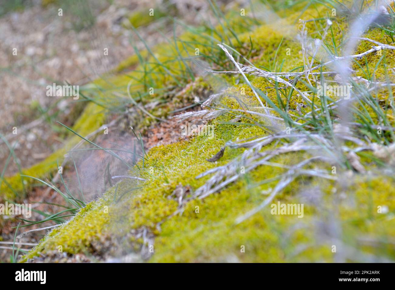 Algae that forms on rocks due to moisture Stock Photo - Alamy