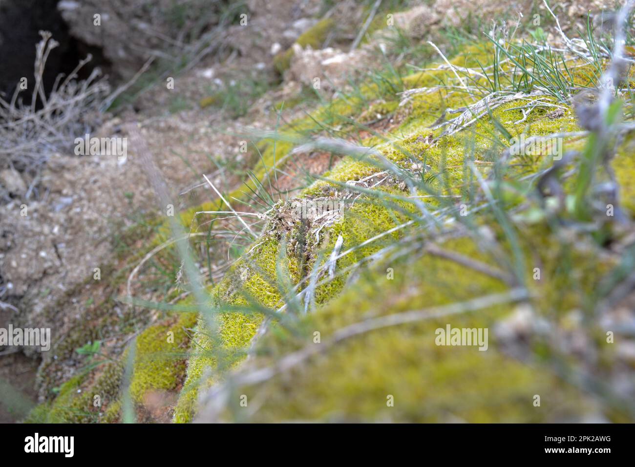 Algae that forms on rocks due to moisture Stock Photo - Alamy