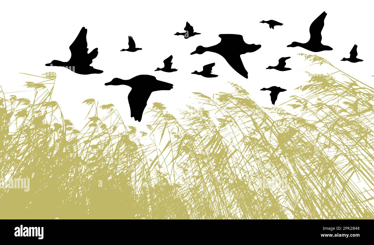 Flying duck silhouette. River grass reeds. Vector illustration Stock ...