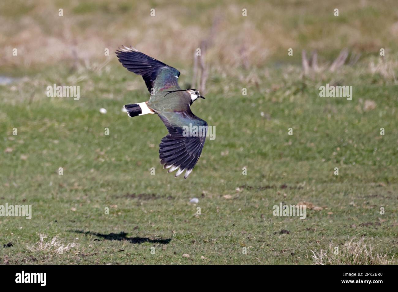 Lapwing in flight at Cley Marshes Norfolk Stock Photo - Alamy