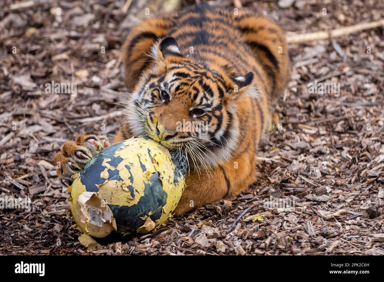 London, UK. 5 April 2023. One of nine-month-old critically endangered ...