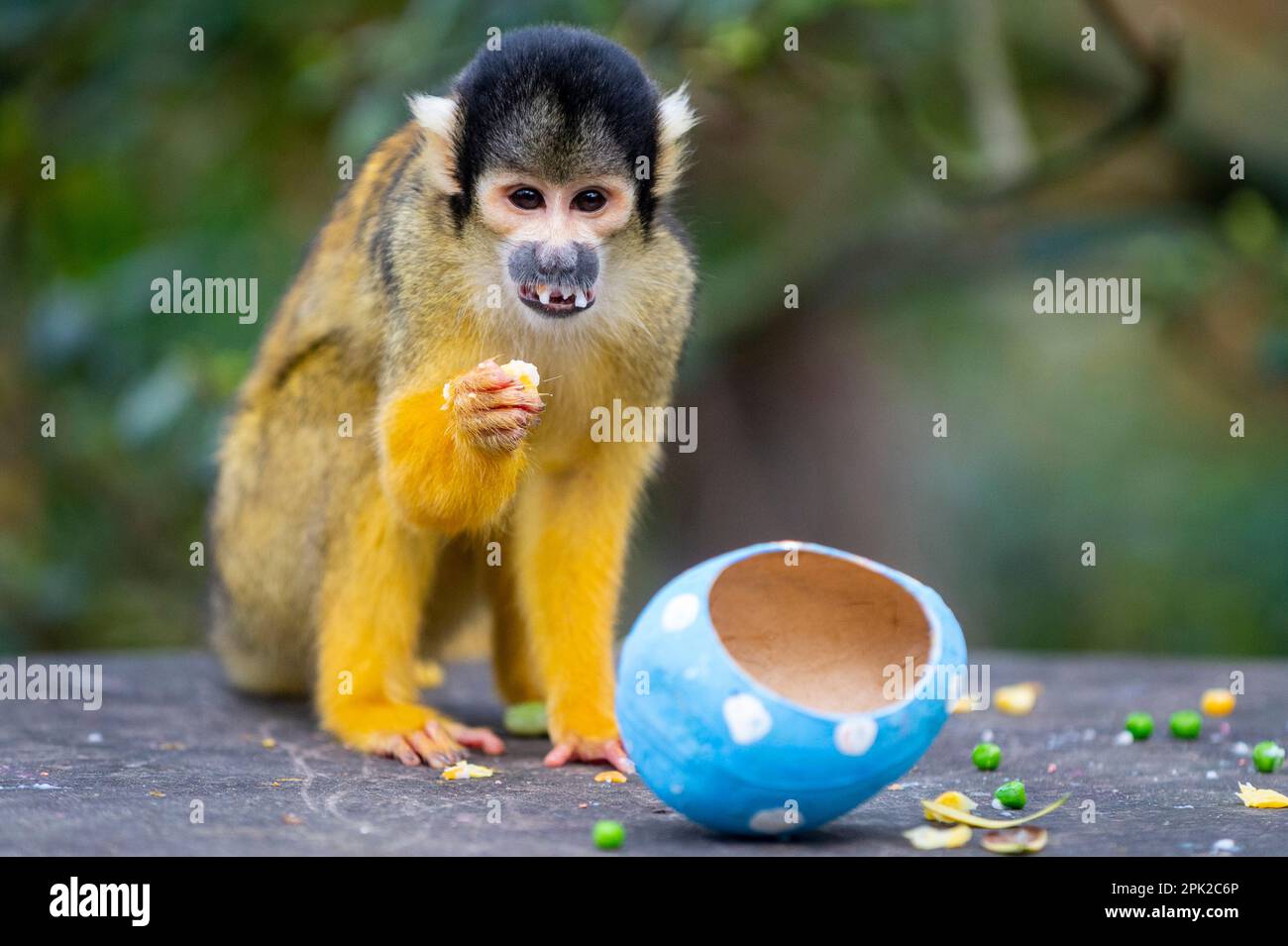London, UK. 5 April 2023. A Bolivian black-capped squirrel monkey ...