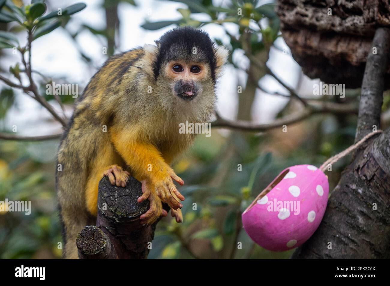 London, UK. 5 April 2023. A Bolivian black-capped squirrel monkey ...