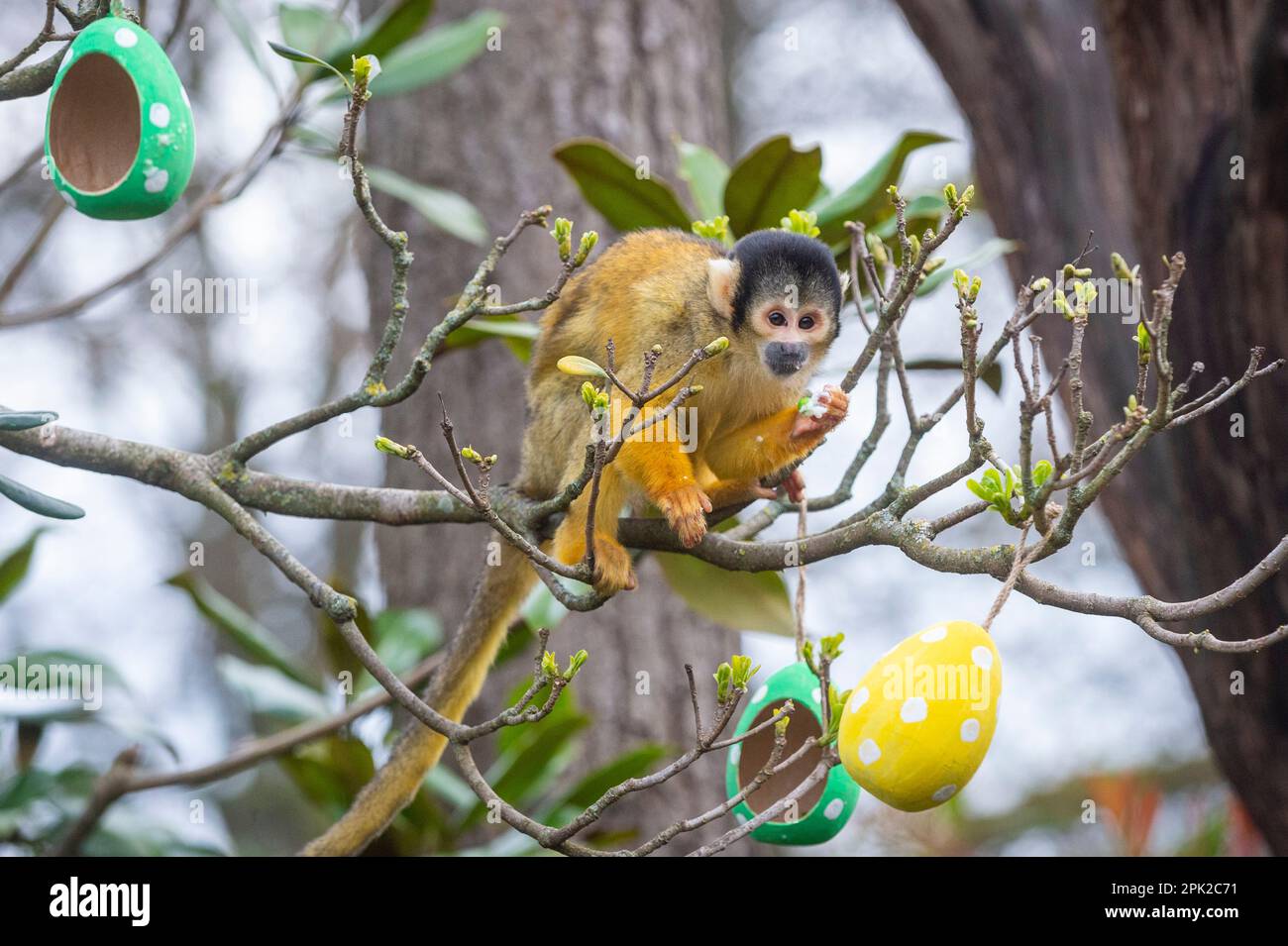 London, UK. 5 April 2023. A Bolivian black-capped squirrel monkey ...