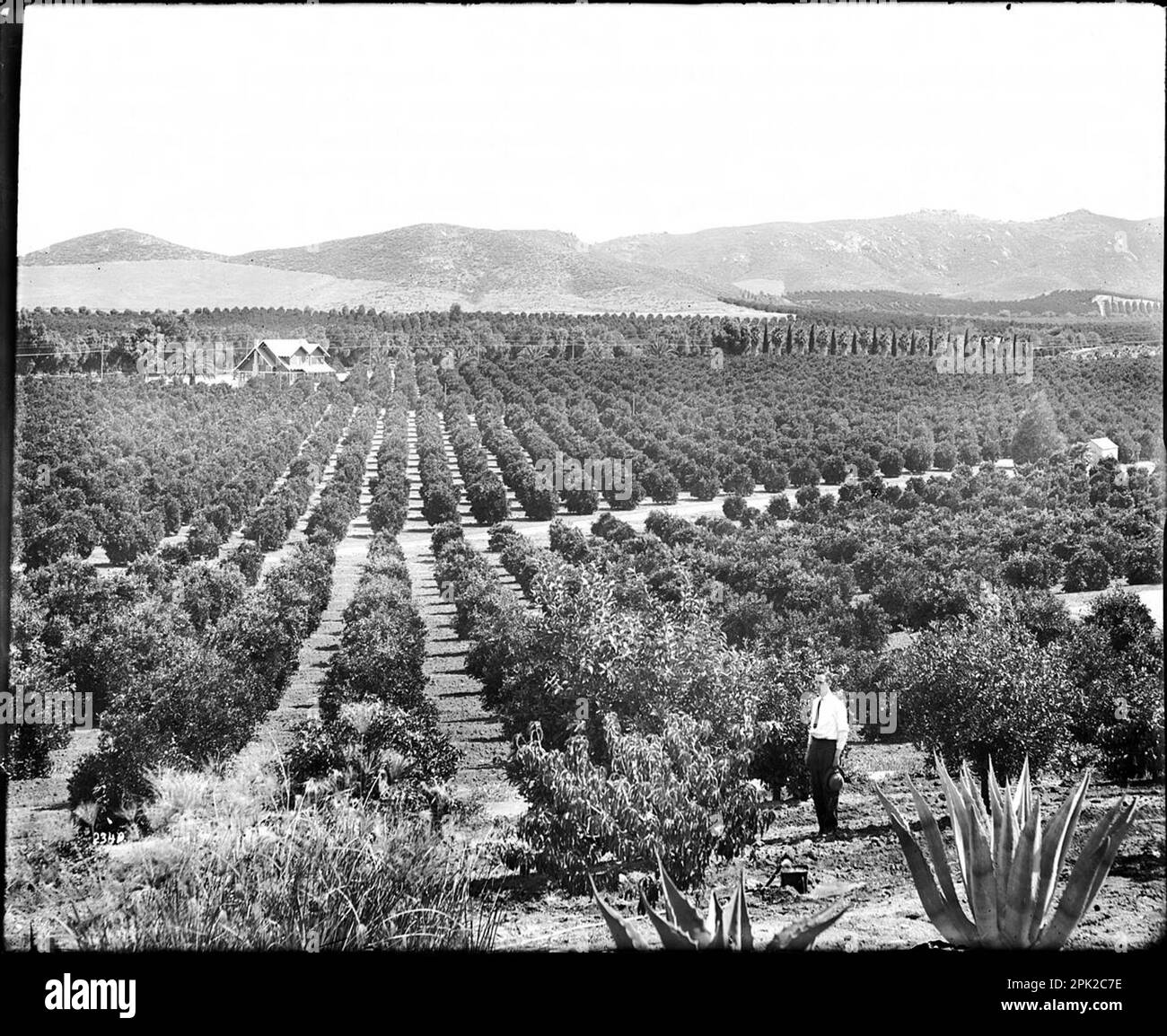 Photograph of a man standing in a citrus orchard (an orange grove) in ...