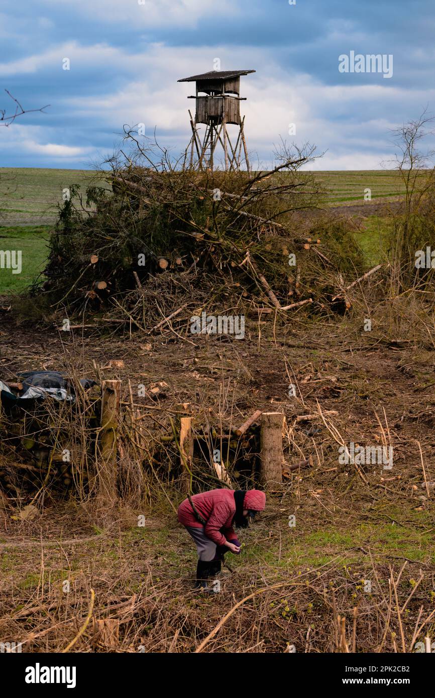 Deforestation scene with a wooden hunting tower in rural landscape ...