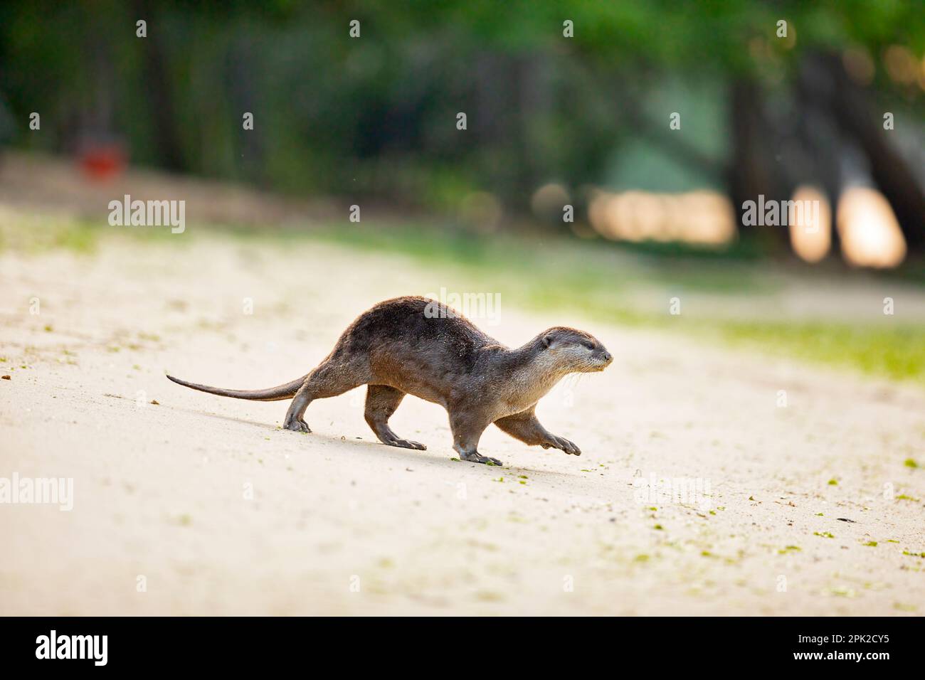 Smooth coated otter runs back to the sea after resting on the beach ...