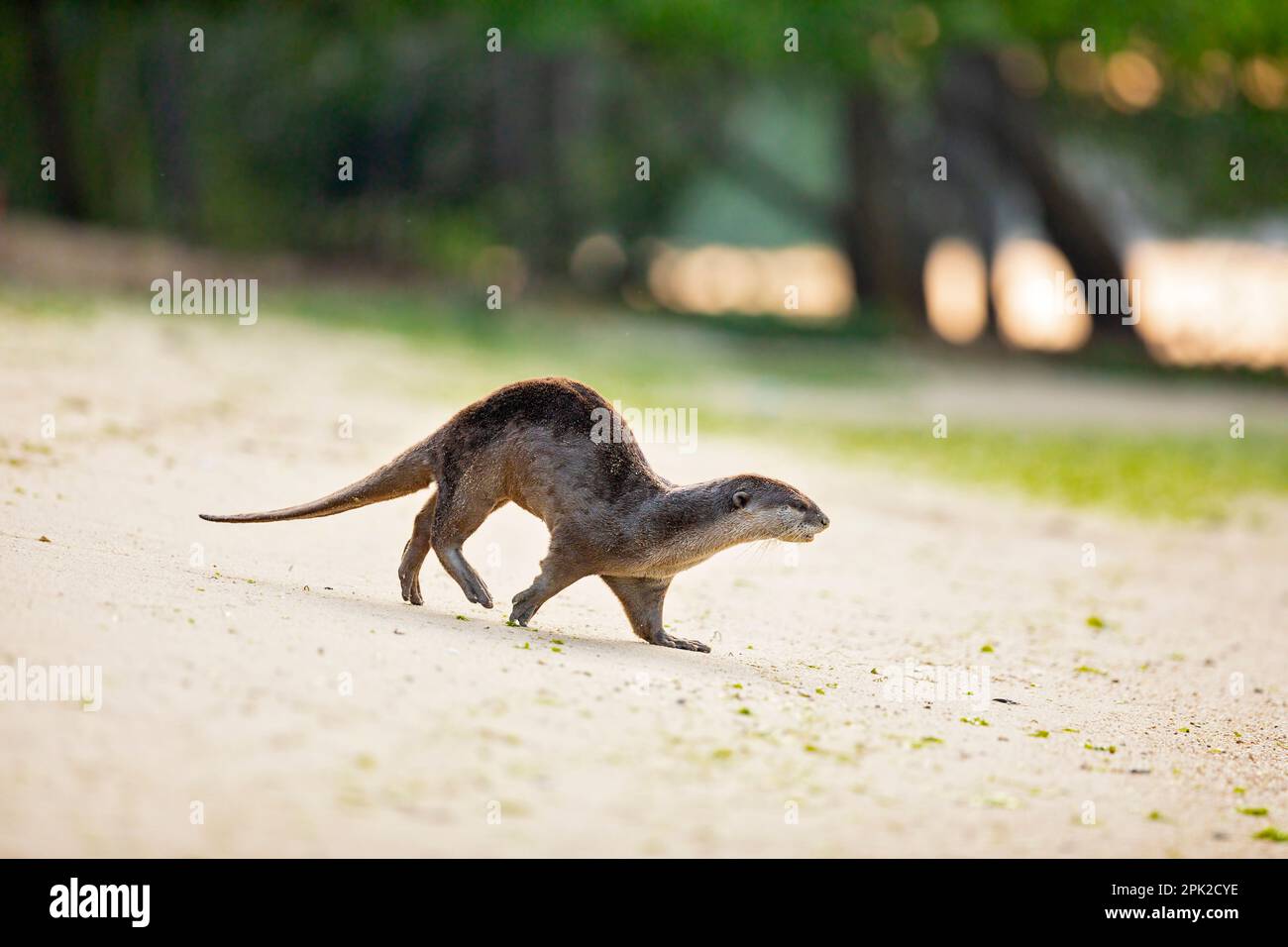 Smooth coated otter runs back to the sea after resting on the beach ...