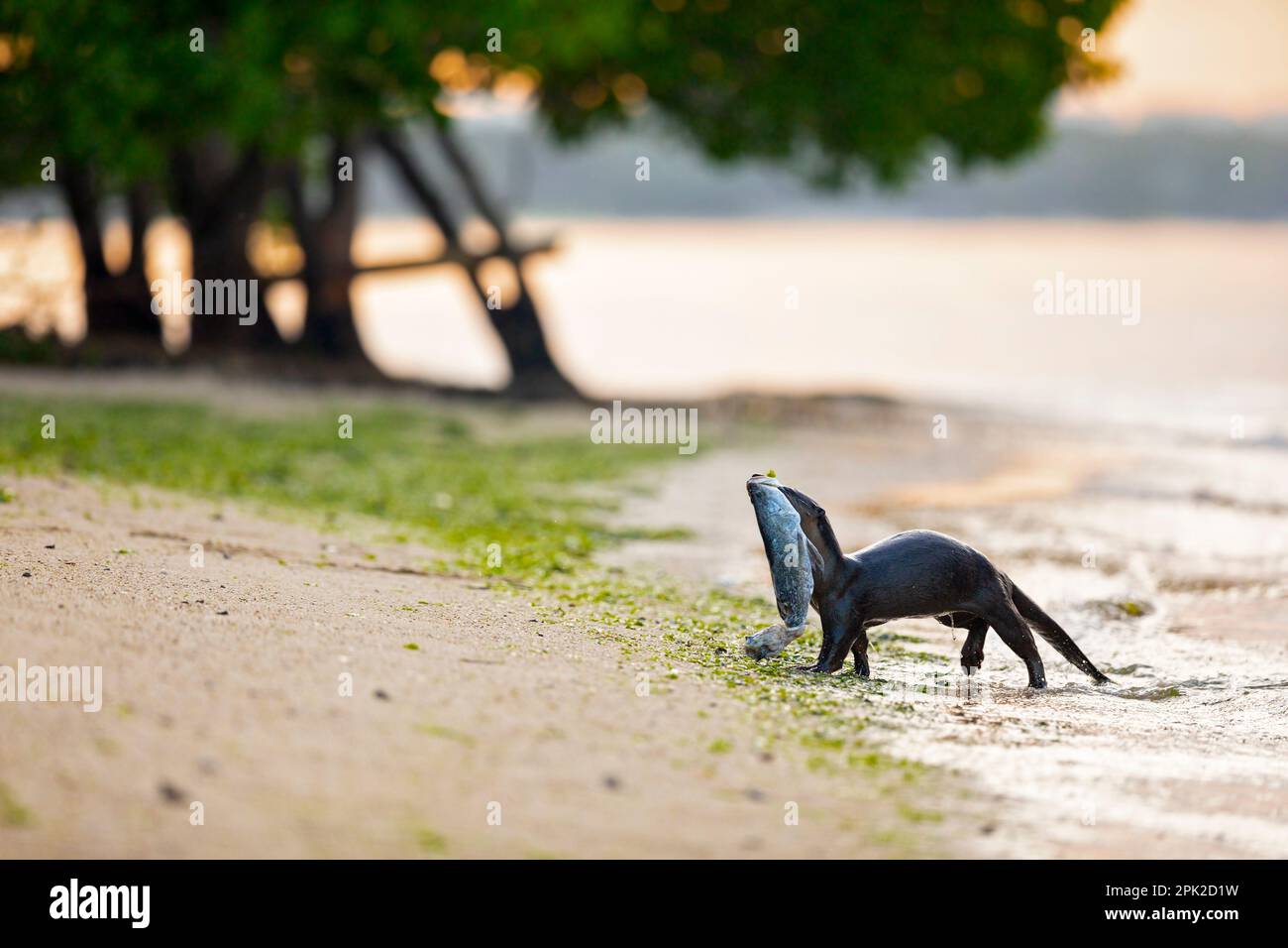 Smooth coated otter leaves the sea carrying the large Barramundi in its ...