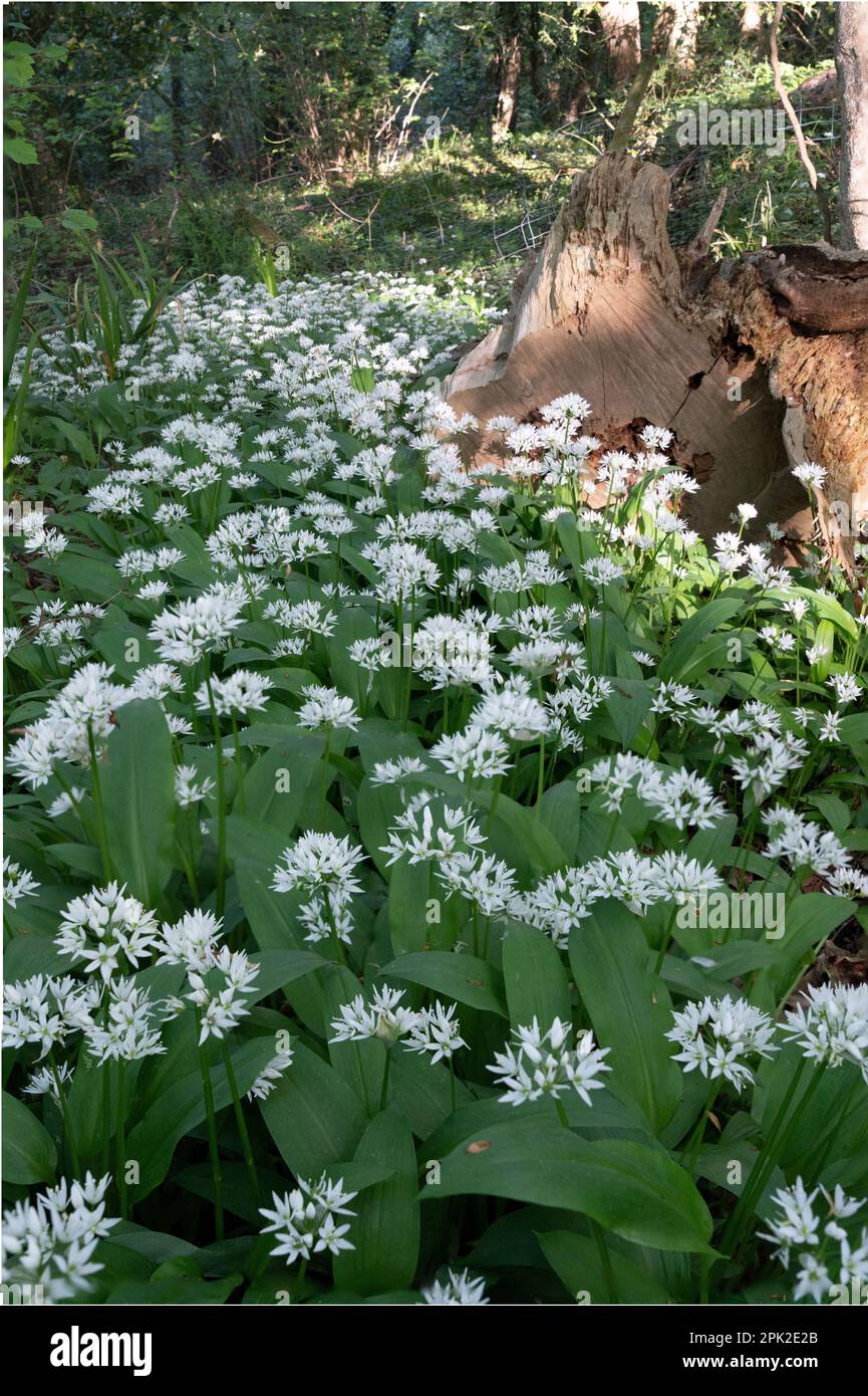 Wild garlic and tree stump in woodland Stock Photo - Alamy