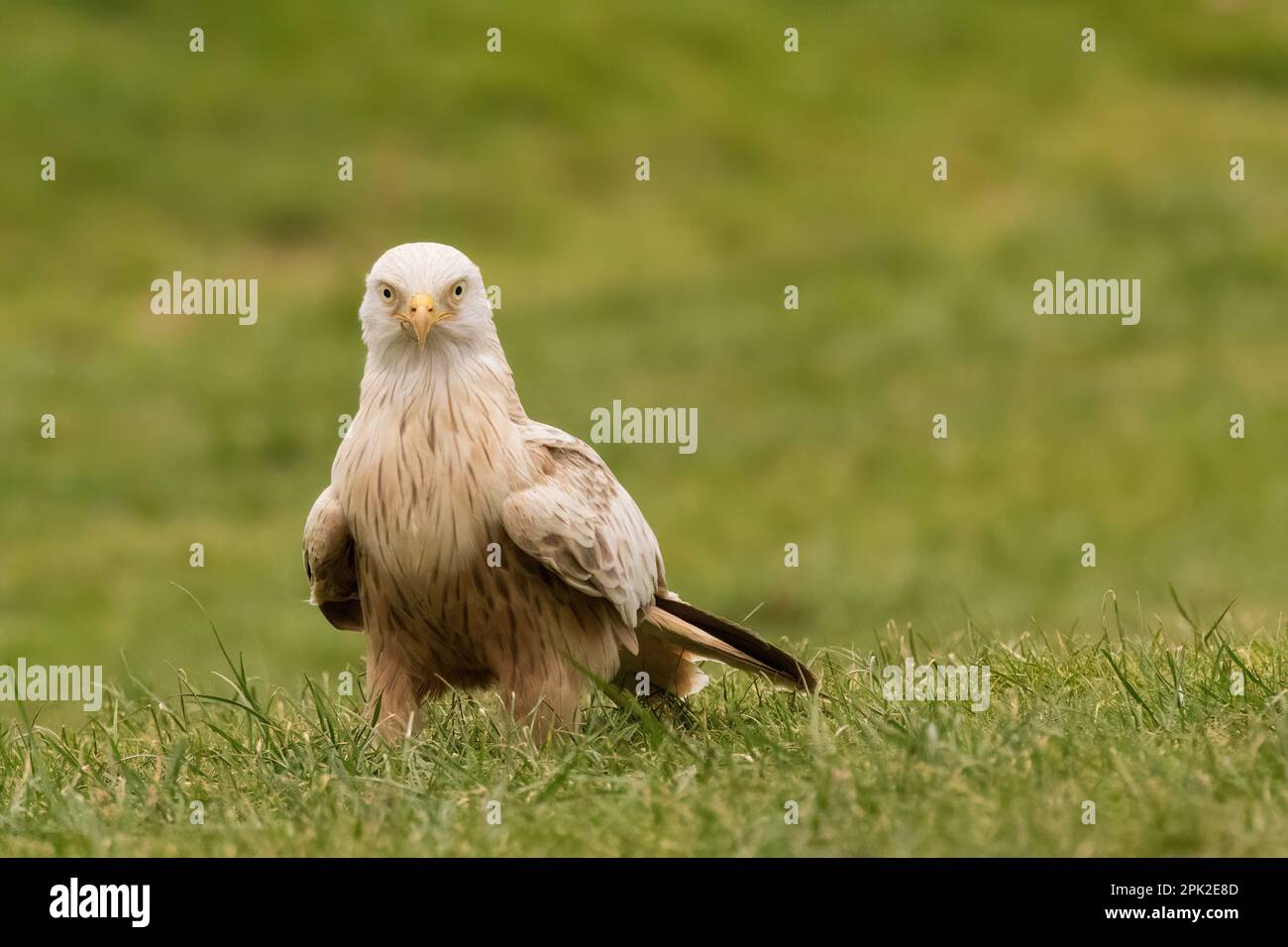 STUNNING images of an extremely RARE white Red Kite have been captured ...