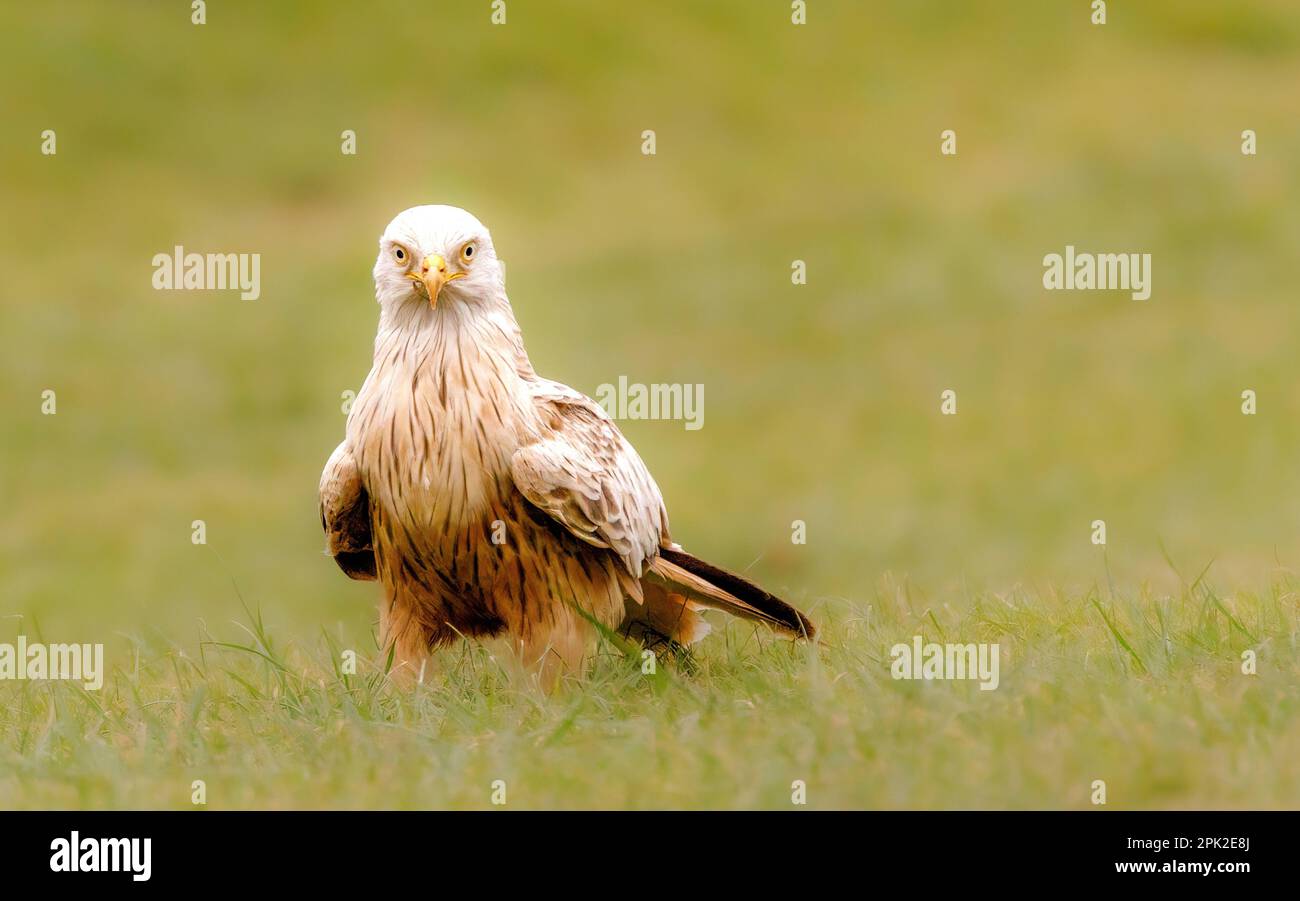 STUNNING images of an extremely RARE white Red Kite have been captured ...