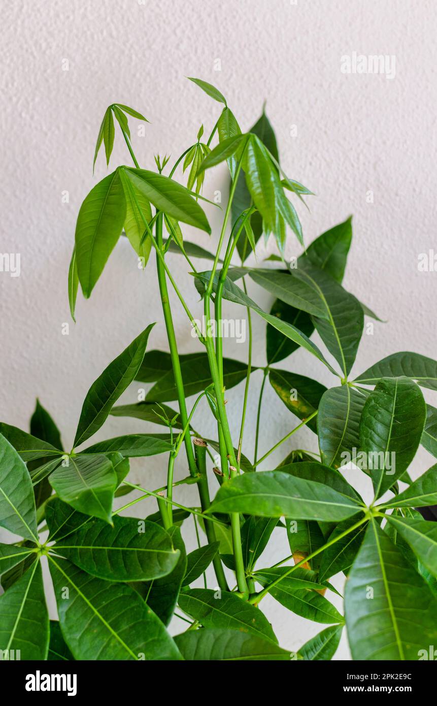 Growth of a Pachira Aquatica also called water chestnut, Guiana ...