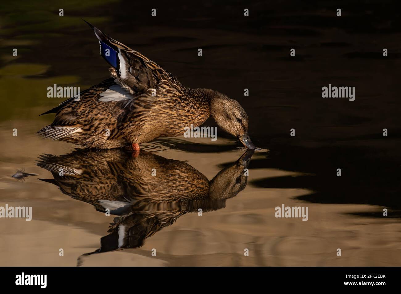 Female Mallard duck drinking Stock Photo - Alamy
