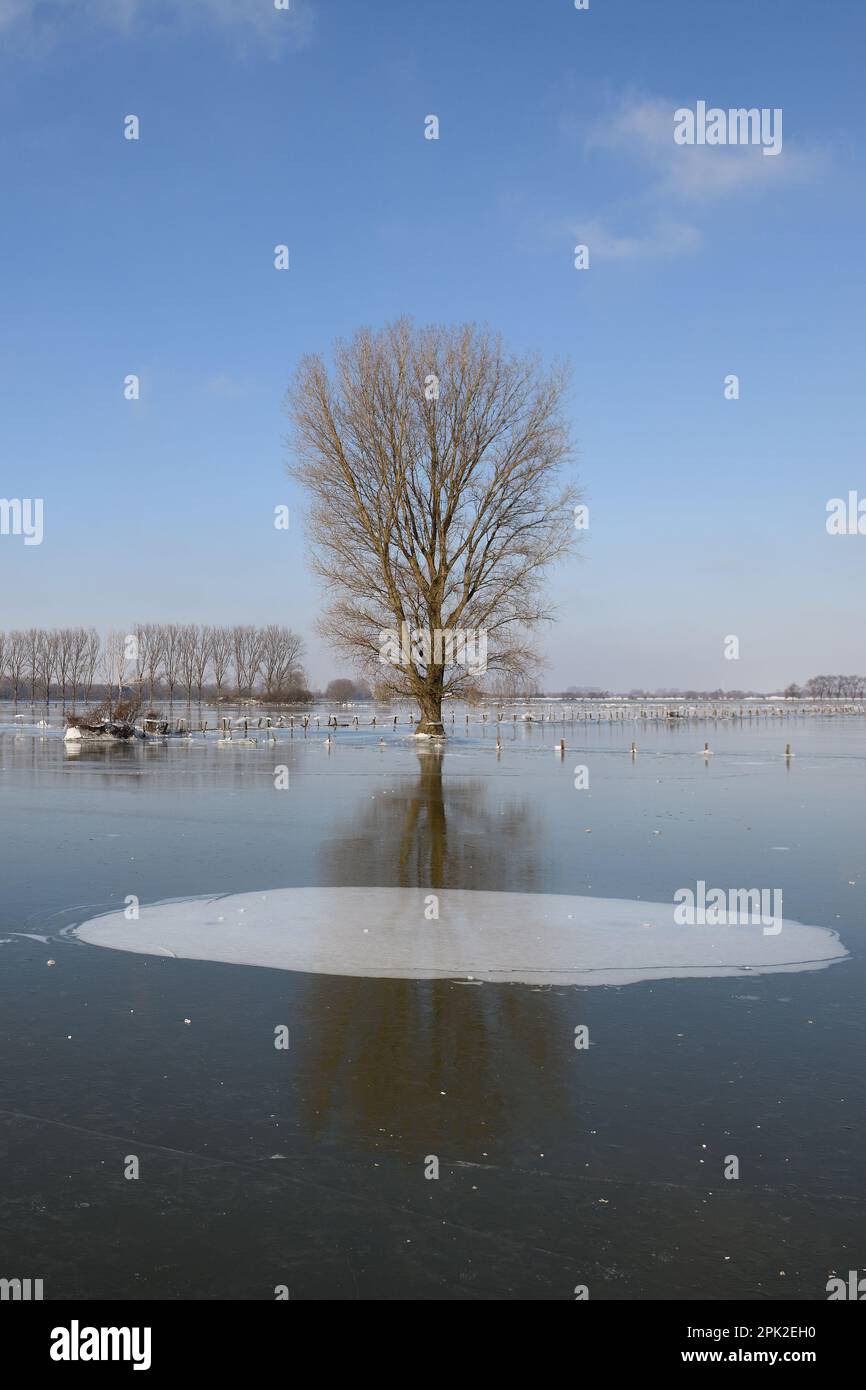 Land under ice... over frozen winter flood ( Lower Rhine ), Bislicher ...