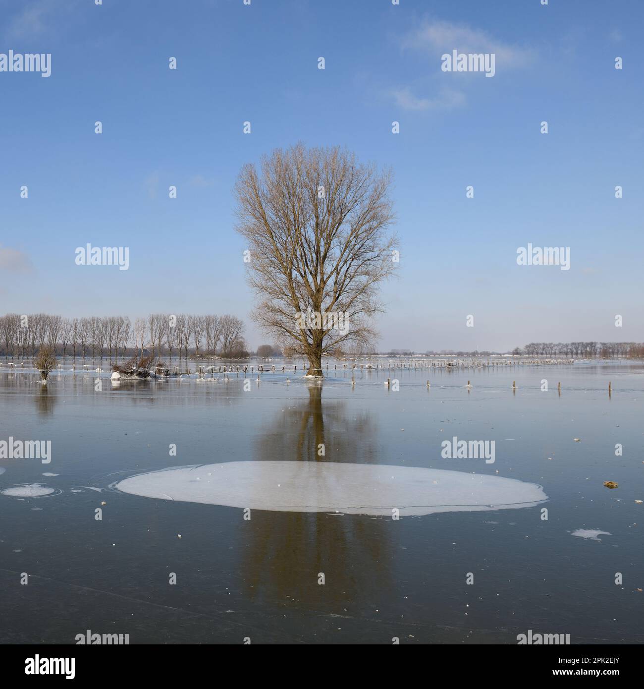 Land under ice... over frozen winter flood ( Lower Rhine ), Bislicher ...