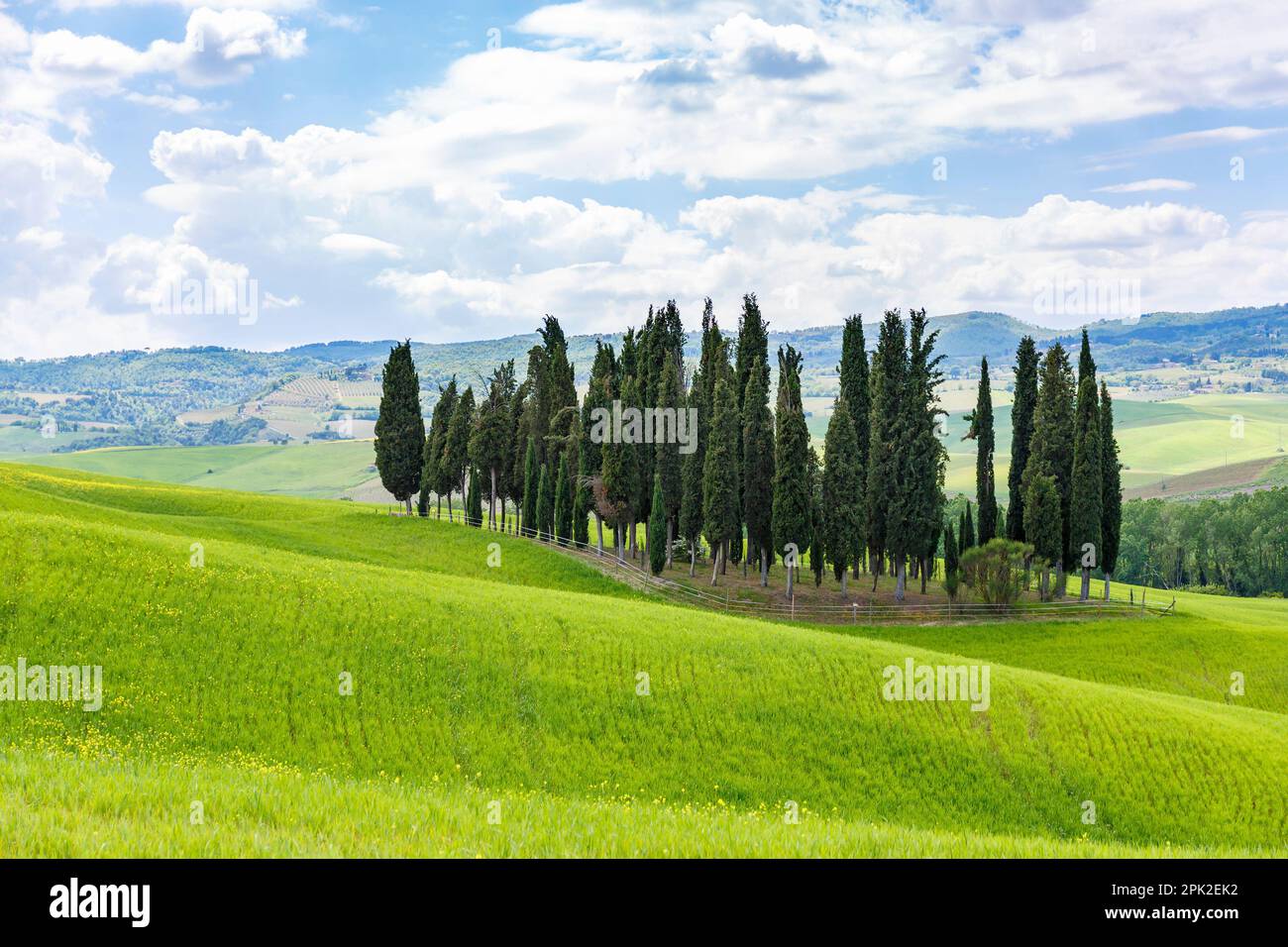 Cypress trees in a grove in the landscape Stock Photo - Alamy