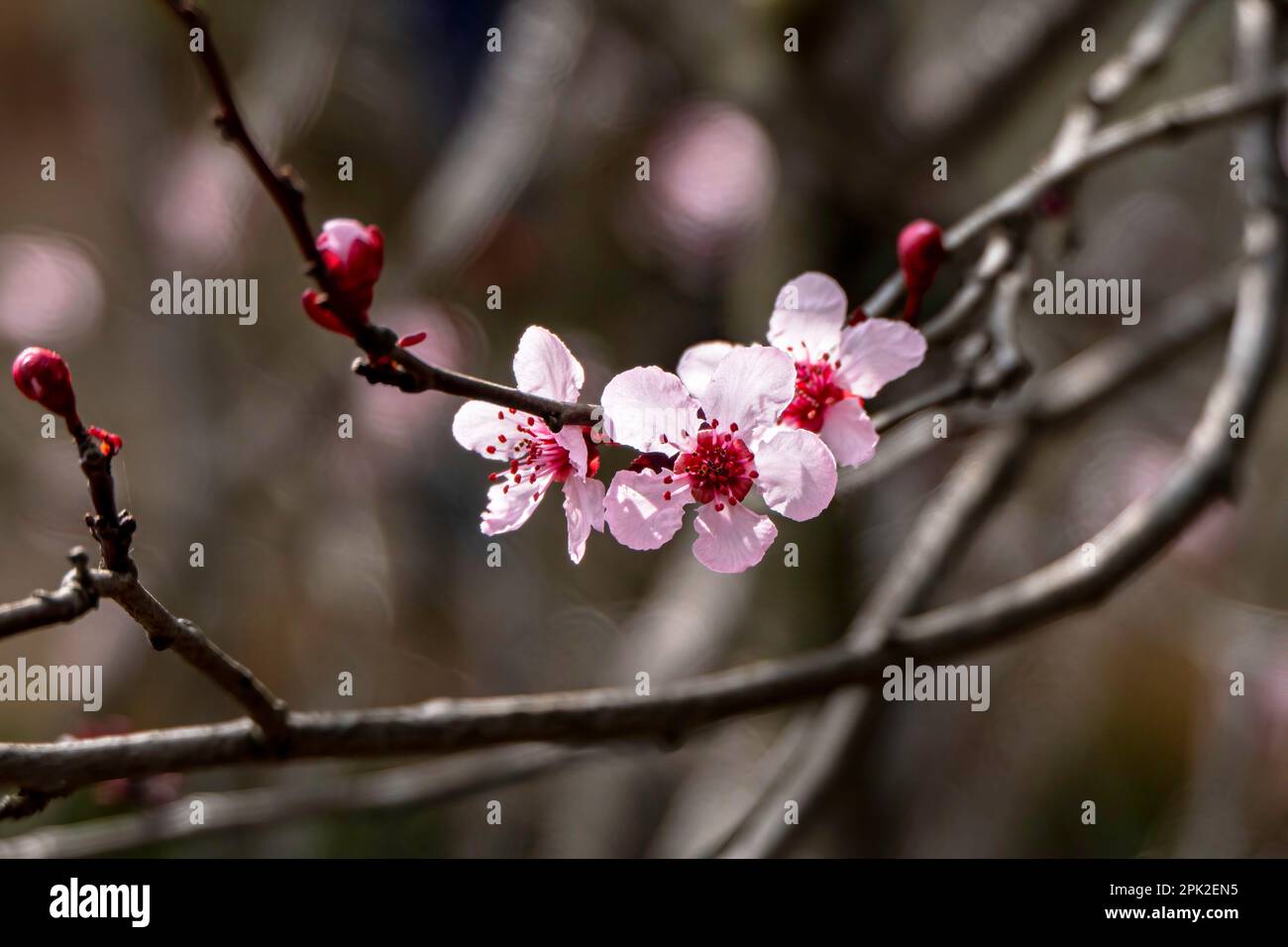 Pisardi plum blooming tree. Delicate pink flowers, buds and leaves ...
