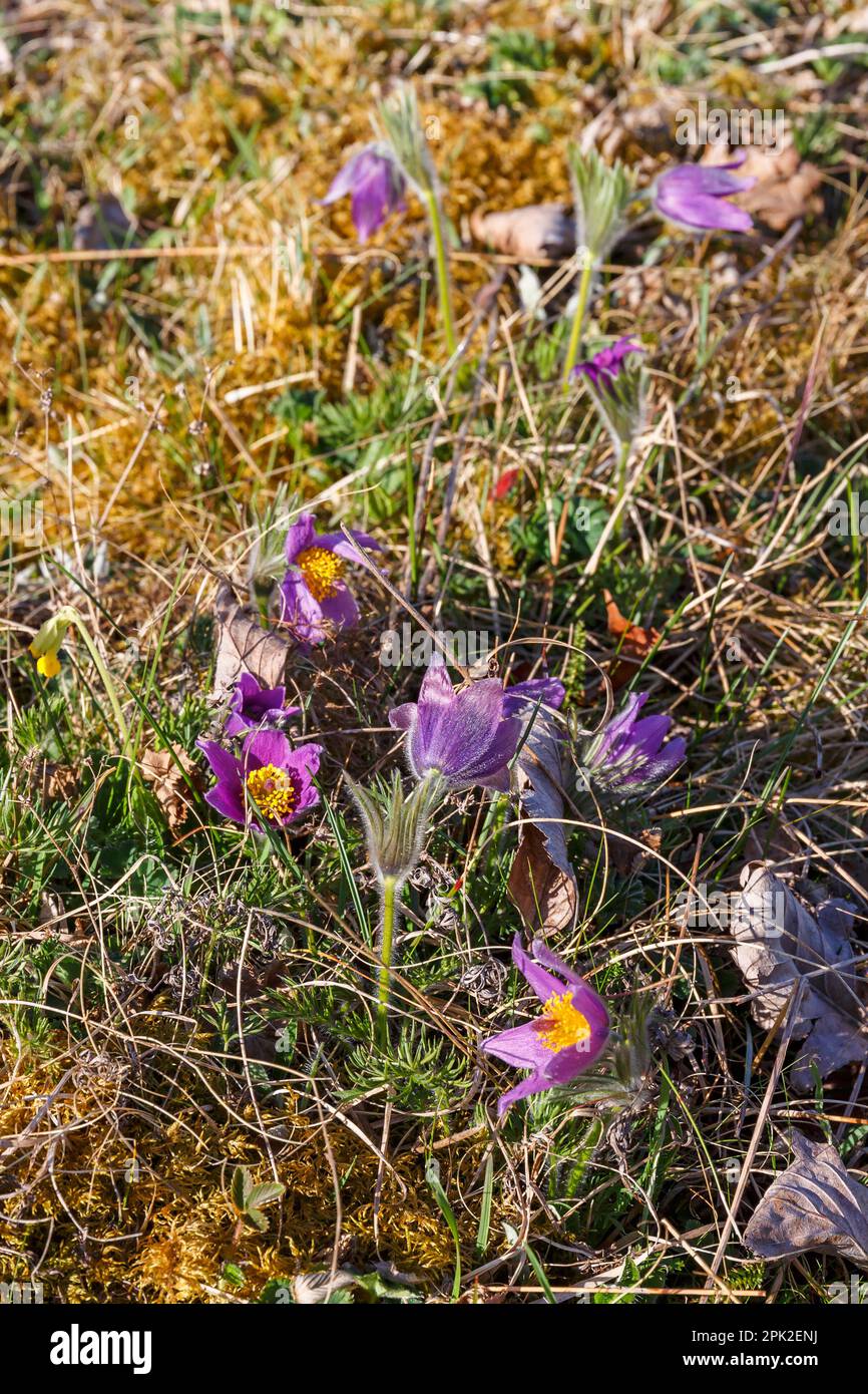 Pasque flower in bloom at spring on a meadow Stock Photo - Alamy