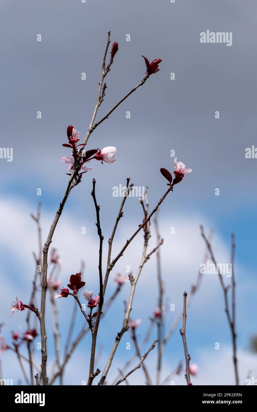 Pisardi plum blooming tree. Delicate pink flowers, buds and leaves ...