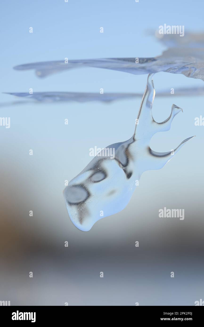 immerse... Whale * Rhine flood 2020/2021 ), naturally grown ice ...