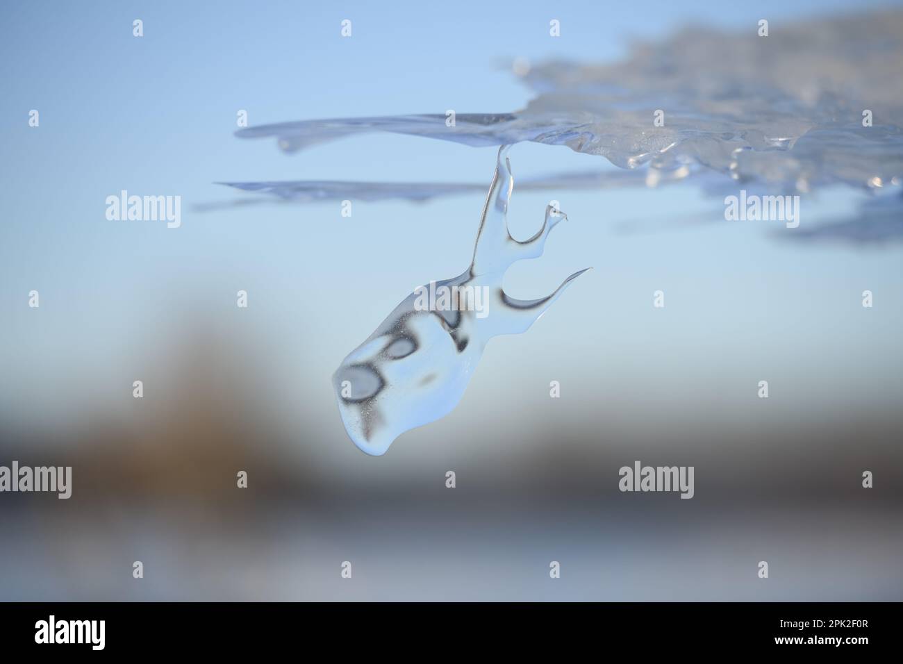 immerse... Whale * Rhine flood 2020/2021 ), naturally grown ice ...