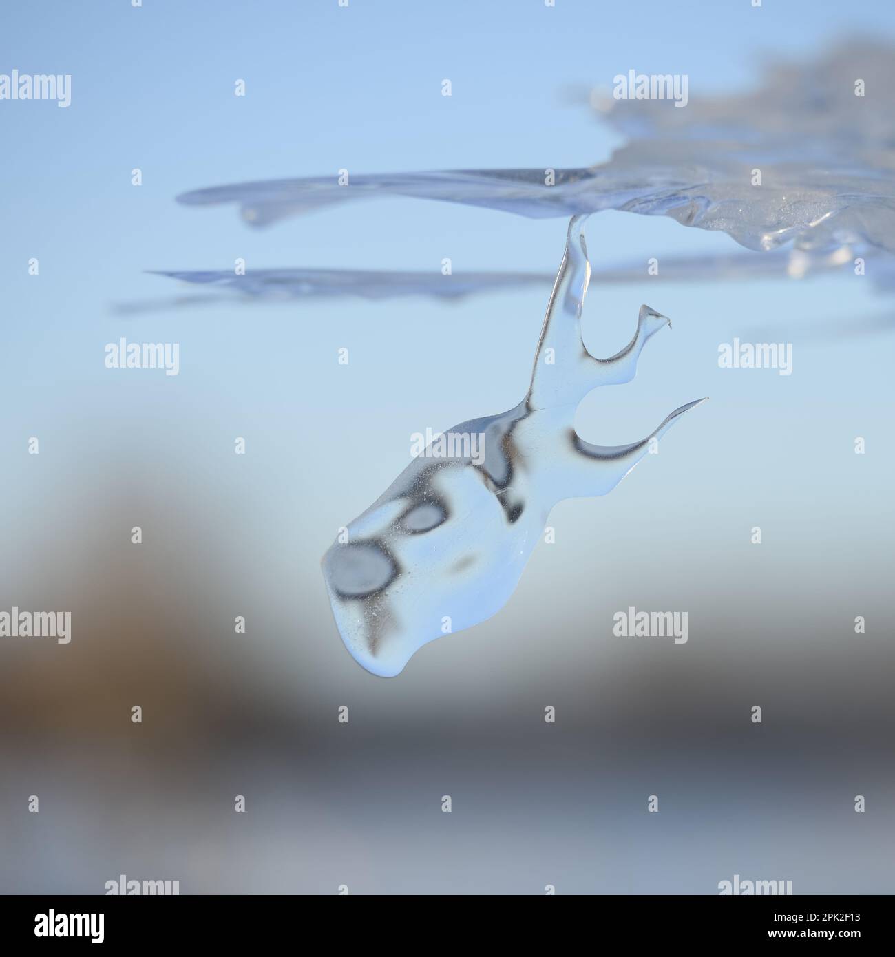 immerse... Whale * Rhine flood 2020/2021 ), naturally grown ice ...