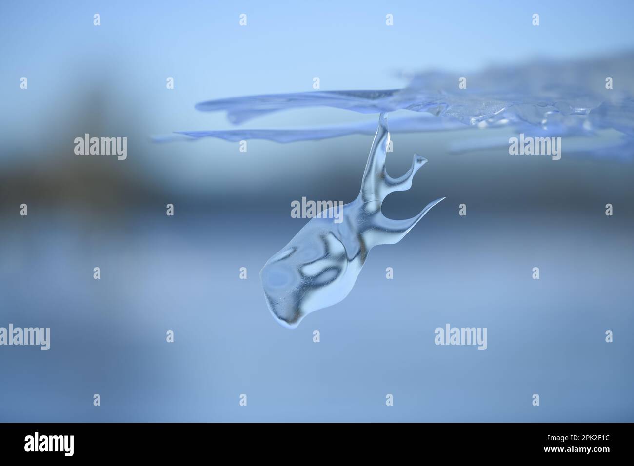 on a dive at the Lower Rhine... Whale ( winter flood 2020/2021 ...