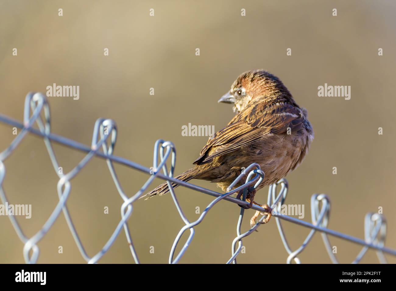 Small bird perched on fence Stock Photo - Alamy