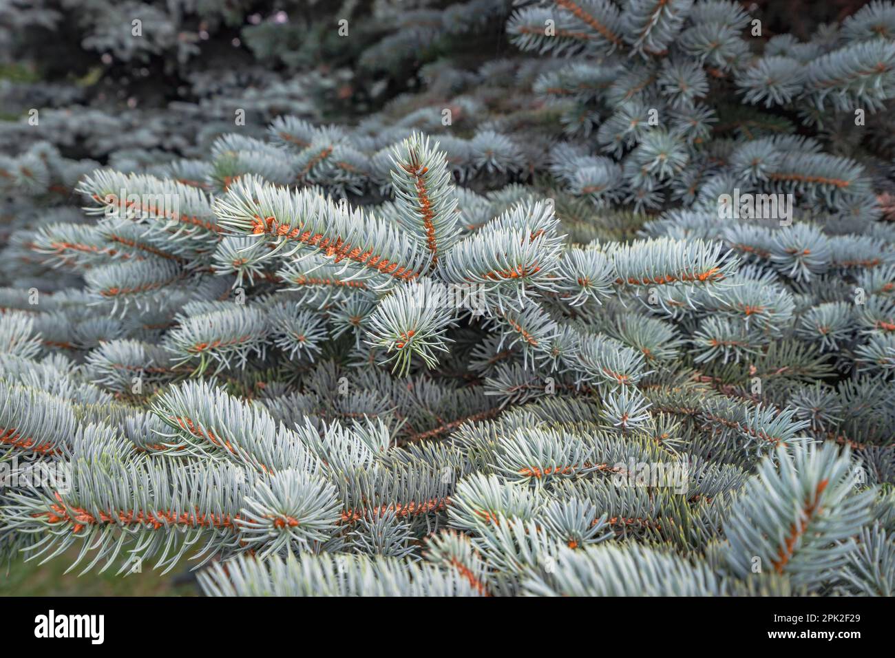 Blue pine tree hi-res stock photography and images - Alamy