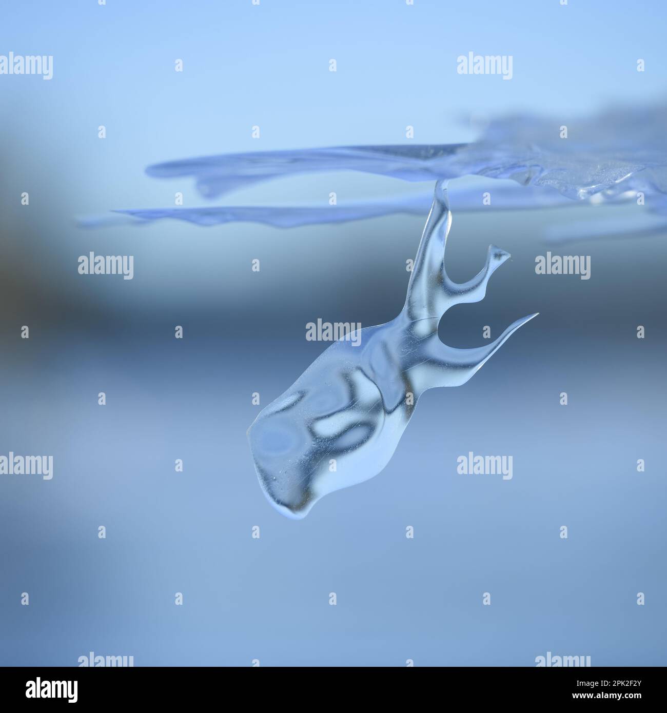 on a dive at the Lower Rhine... Whale ( winter flood 2020/2021 ...